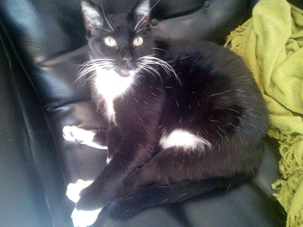 KK-cat-cotton ~ Kurt Koller